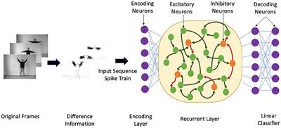 Frontiers | Heterogeneous recurrent spiking neural network for spatio-temporal classification